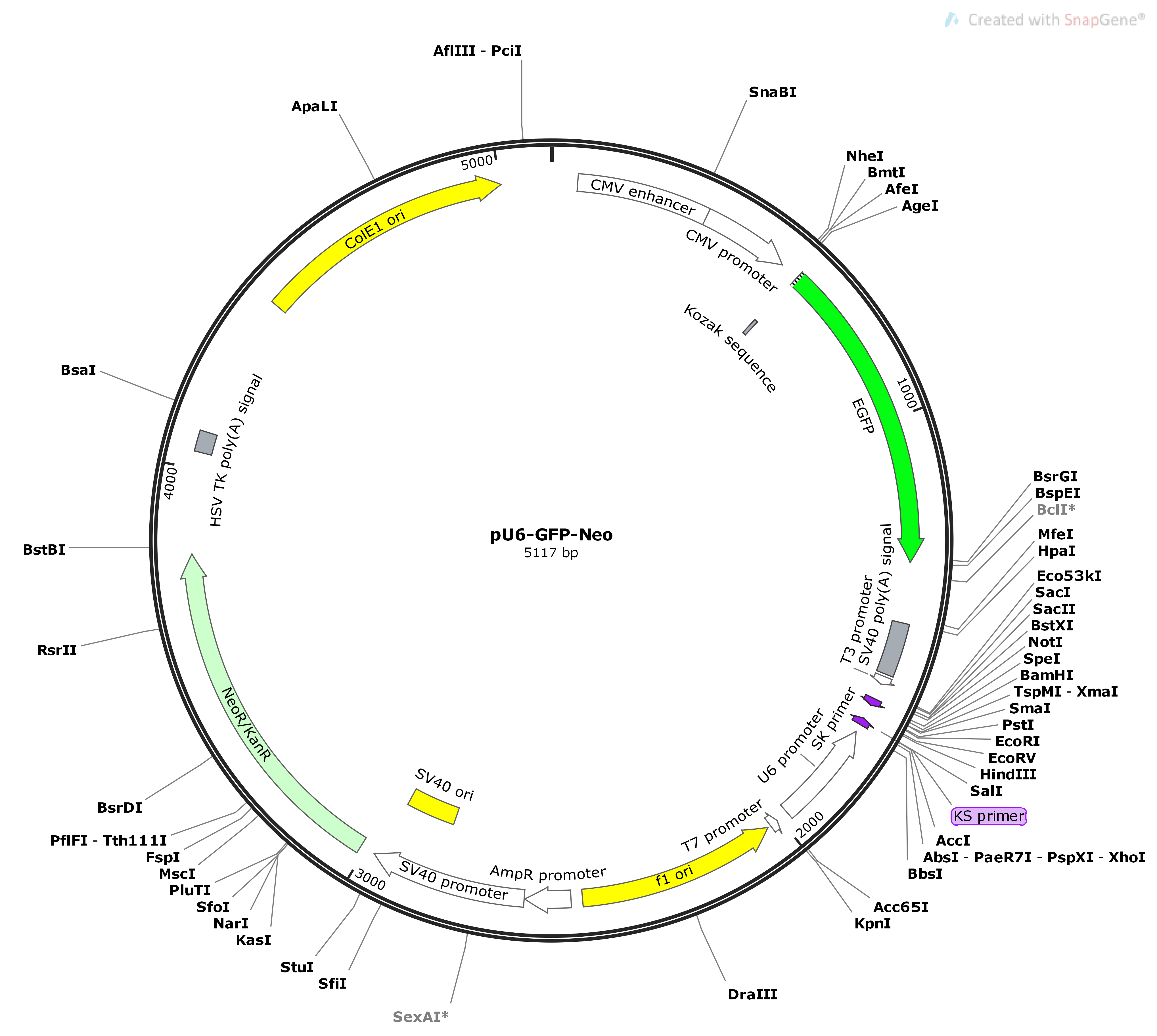 Vector Backbone pU6-GFP-Neo