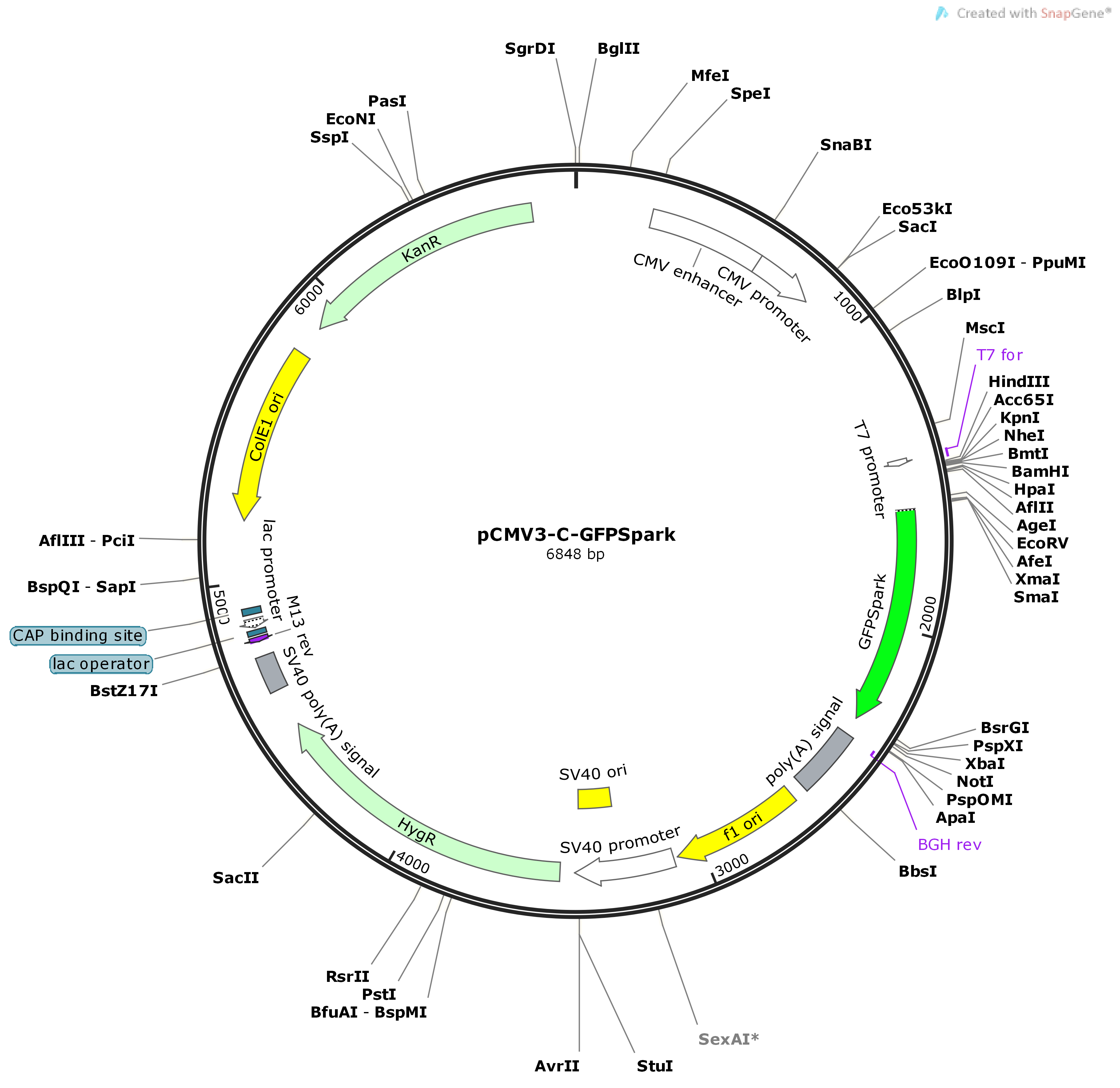 Vector Backbone pCMV3-C-GFPSpark