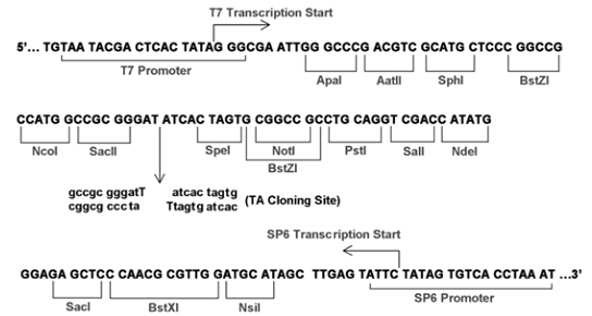 Vector Backbone pGEM-T