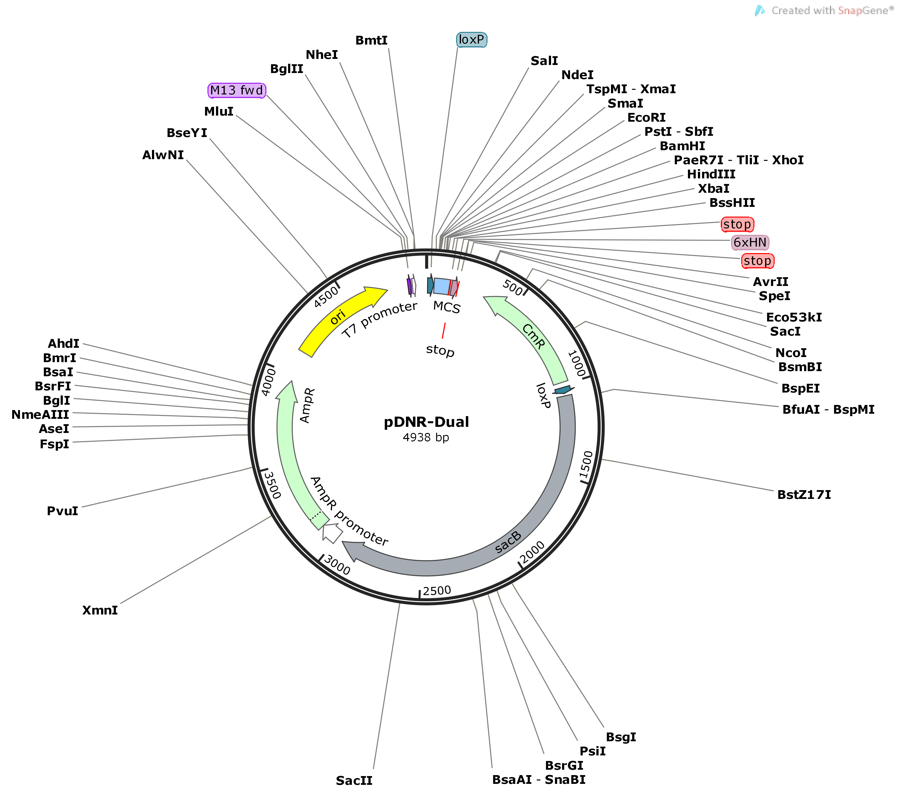 Vector Backbone pDNR-Dual