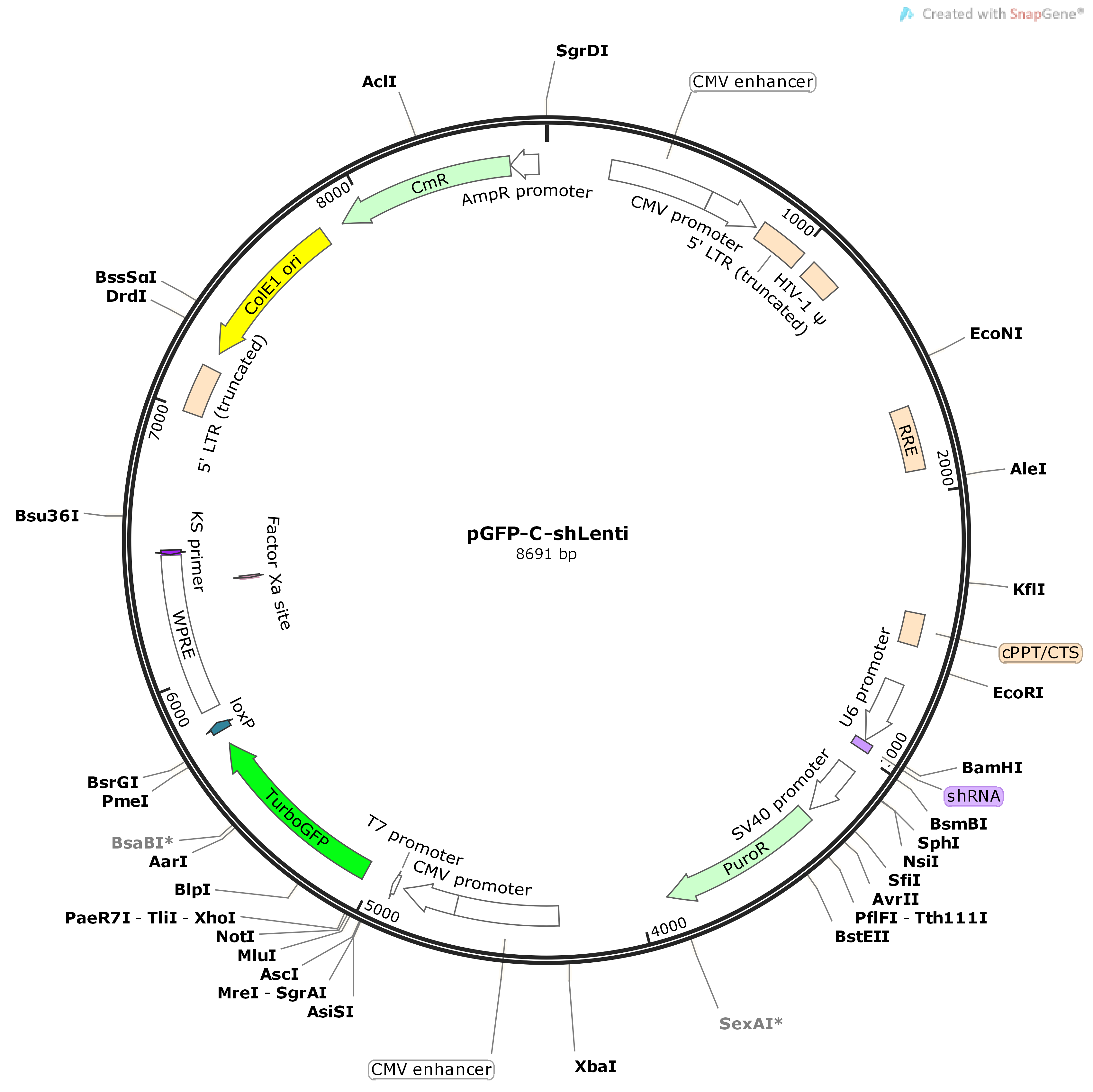 Vector Backbone pGFP-C-shLenti