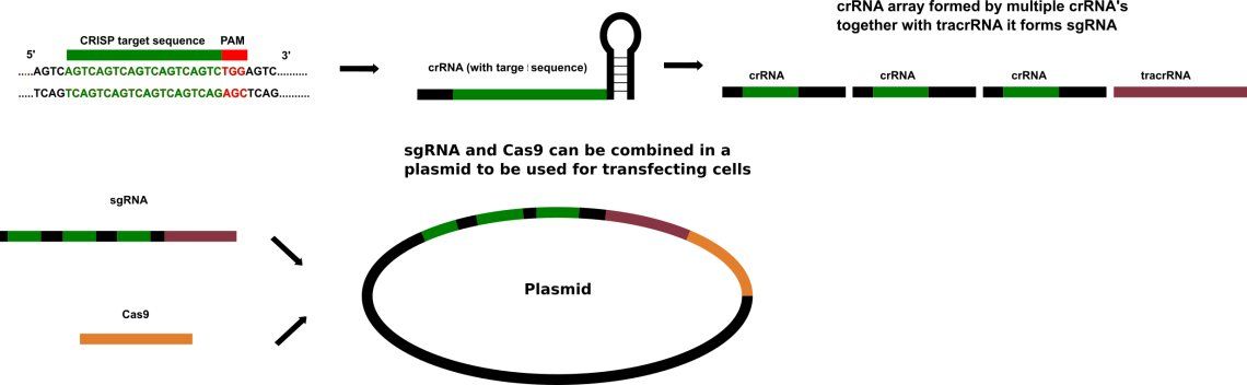 A quick introduction to CRISPR