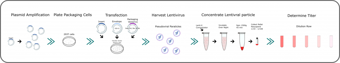 Lentiviral Expression