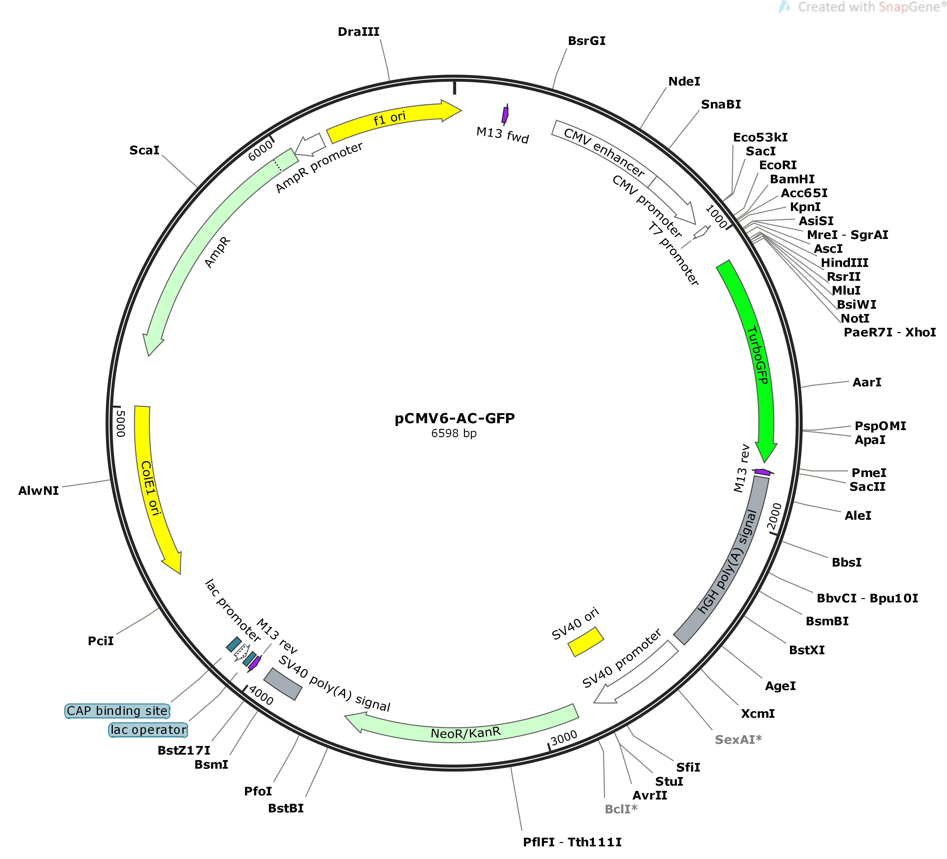 Vector Backbone pCMV6-AC-GFP