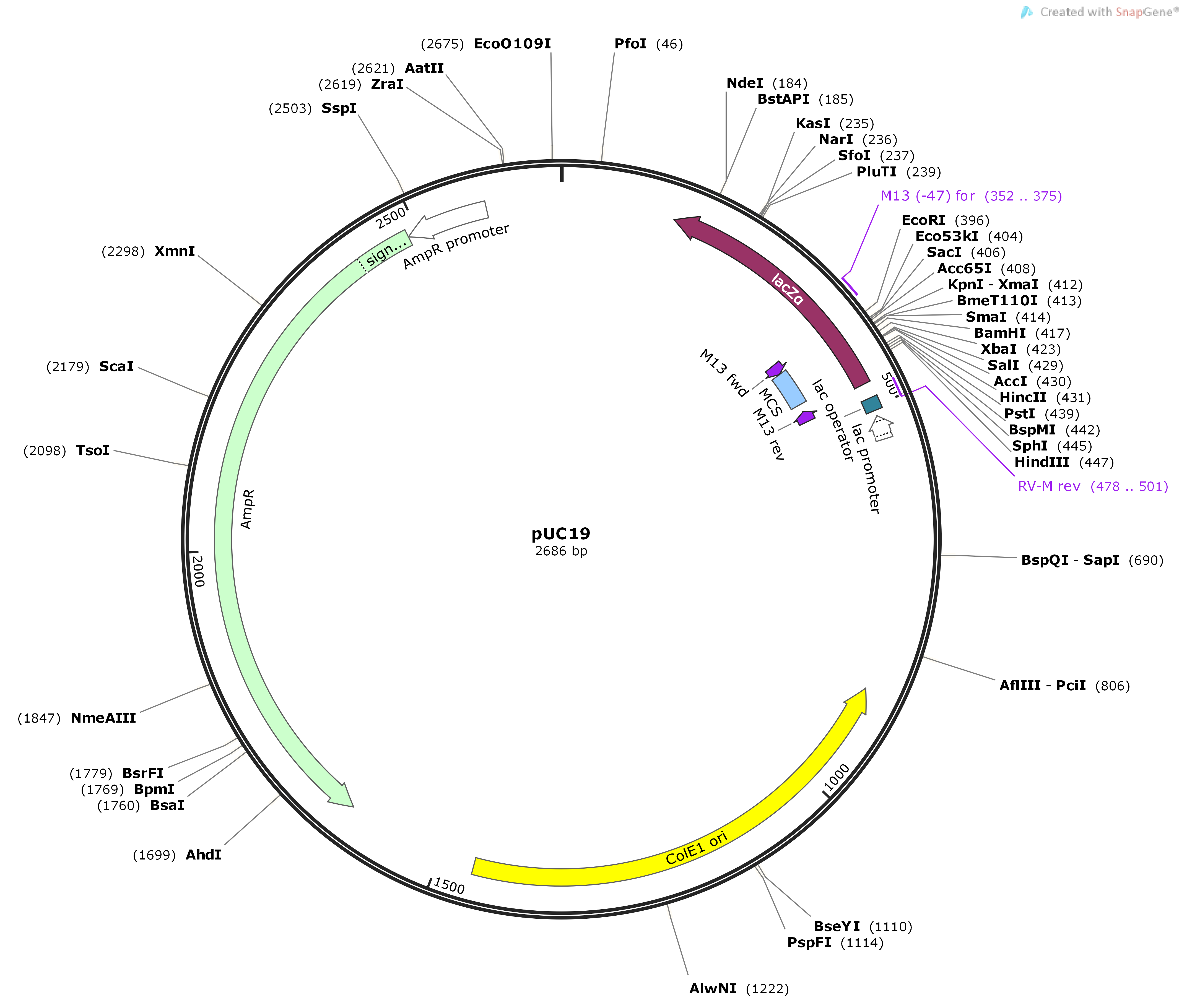 Vector Backbone pUC19