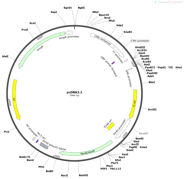 Vector Backbone pcDNA3.1