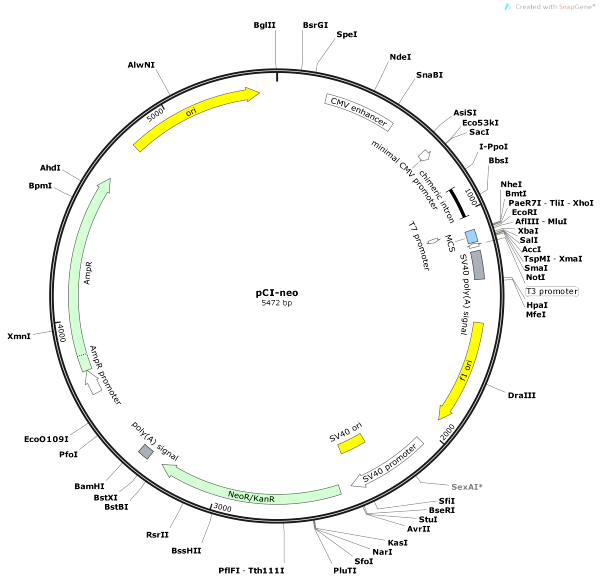 Vector Backbone pCI-neo