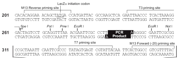 Vector Backbone pCR4-TOPO