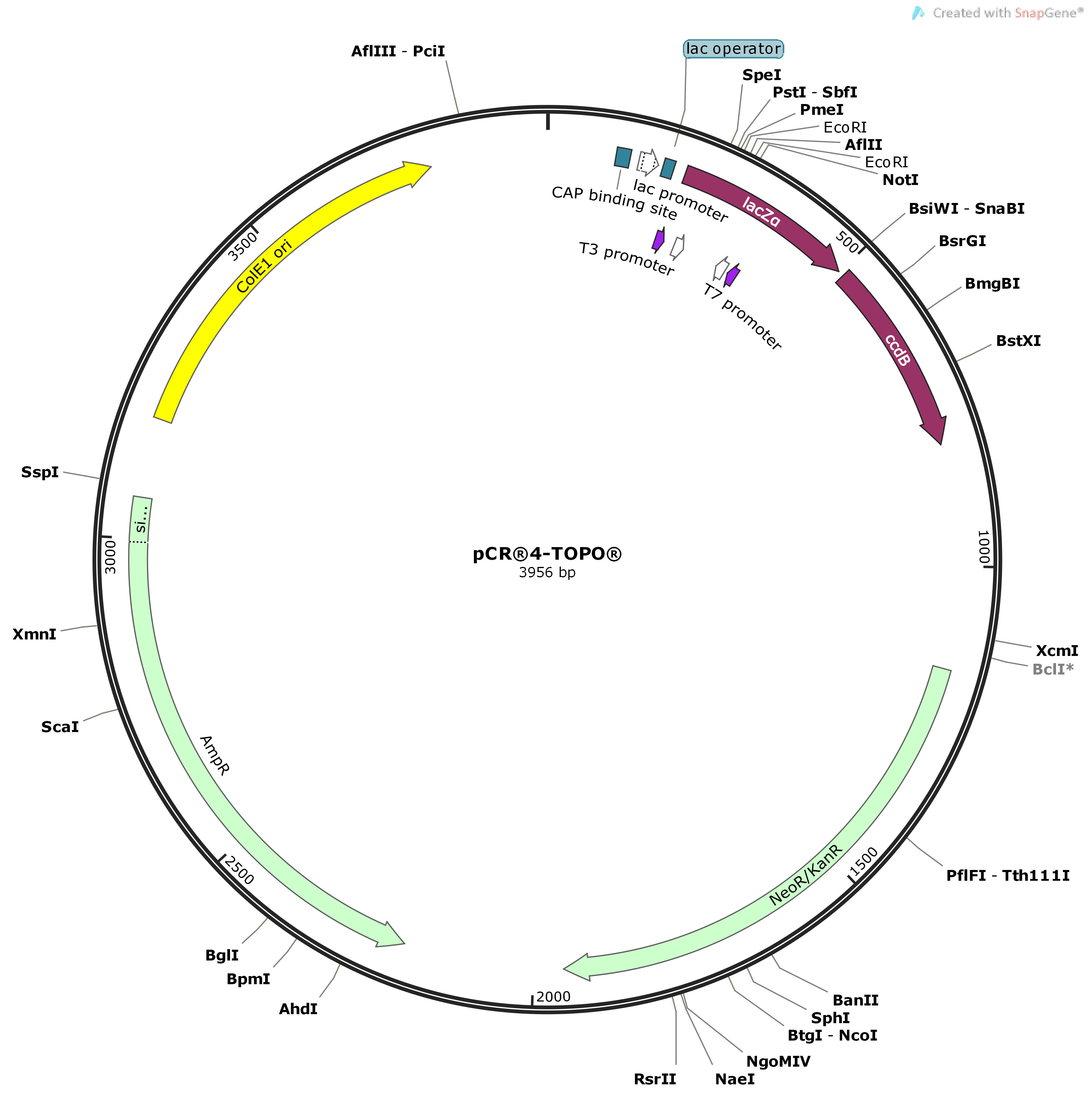 Vector Backbone pCR4-TOPO