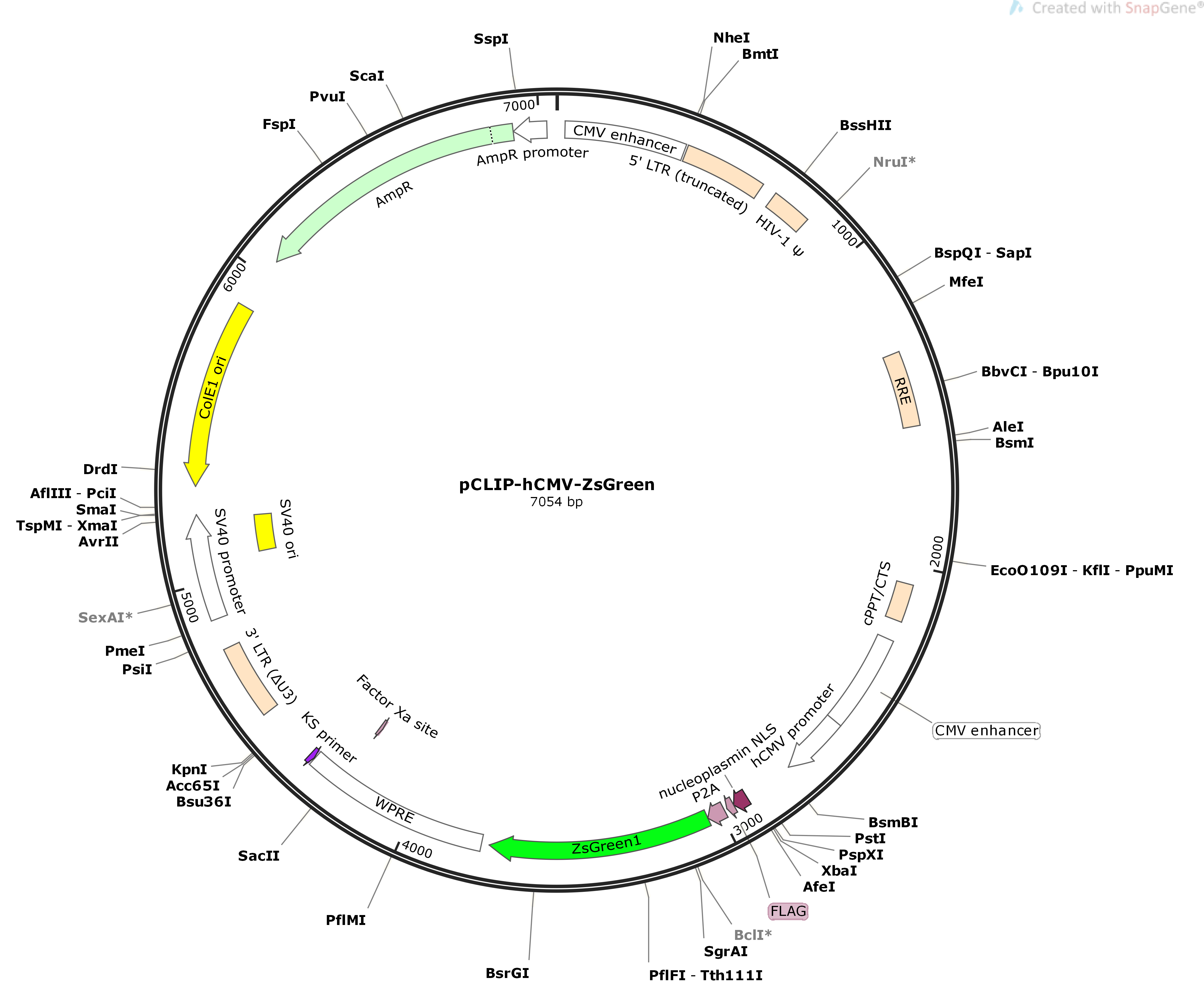 Vector Backbone pCLIP-hCMV-ZsGreen