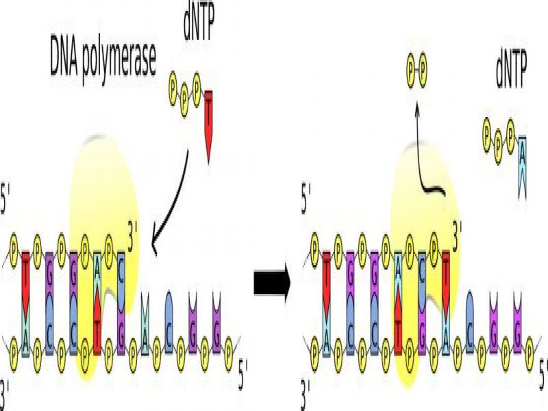 Polymerases