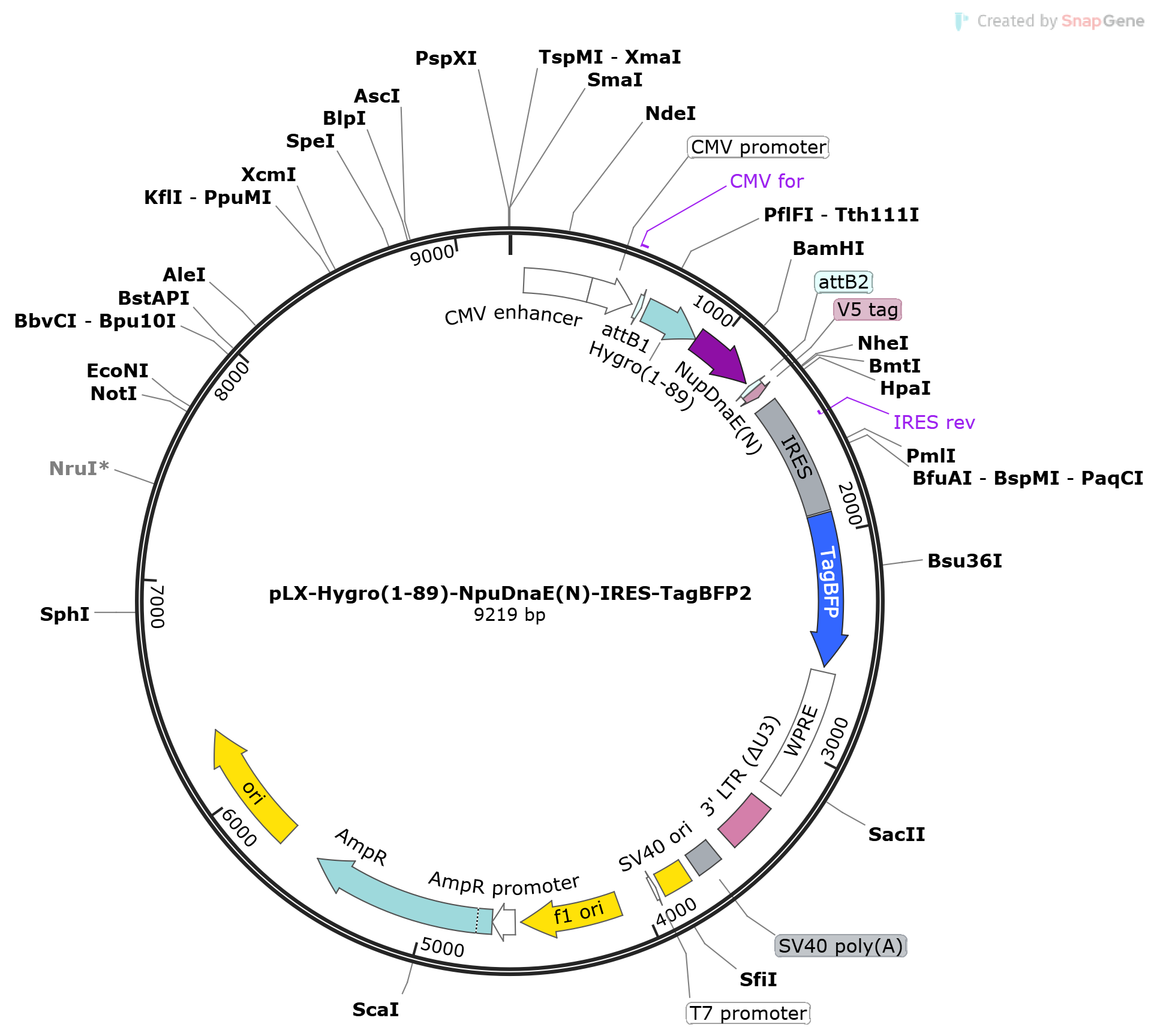 Vector Backbone pLX-Hygro(1-89)-NpuDnaE(N)-IRES-TagBFP2