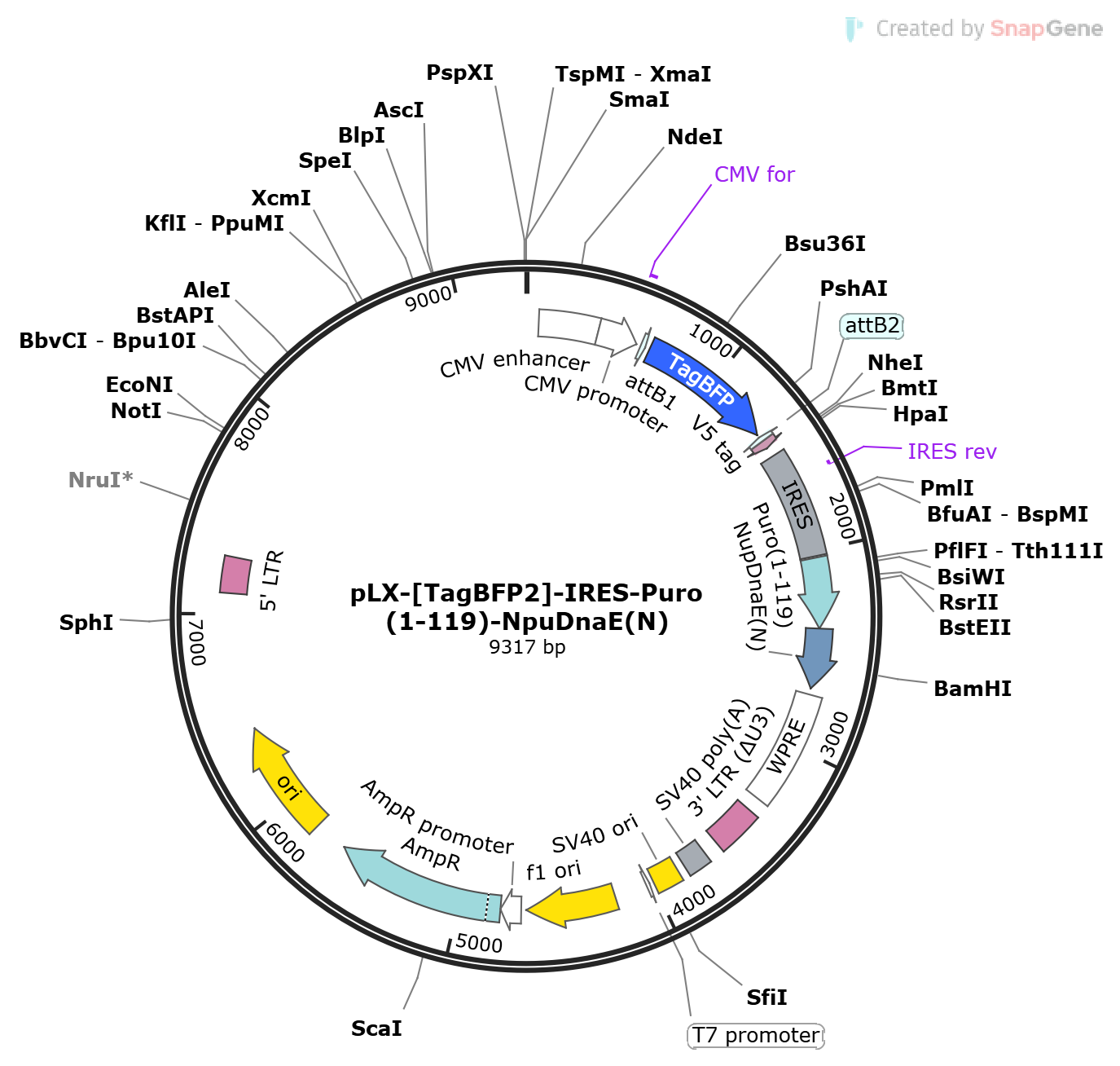 Vector Backbone pLX-[TagBFP2]-IRES-Puro(1-119)-NpuDnaE(N)